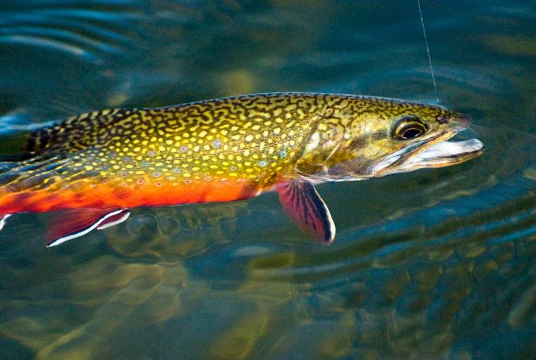 Yosemite Fly Fishing Guide | Fly Fishing in Yosemite National Park