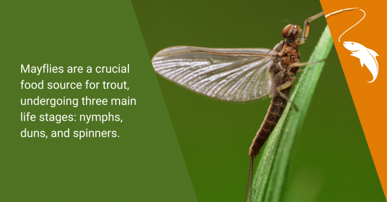 What Do Trout Eat? Fly Fishing Entomology | Sierra Fly Fisher