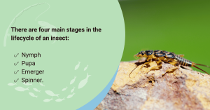 What Do Trout Eat? Fly Fishing Entomology | Sierra Fly Fisher