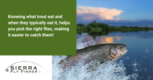 What Do Trout Eat? Fly Fishing Entomology | Sierra Fly Fisher