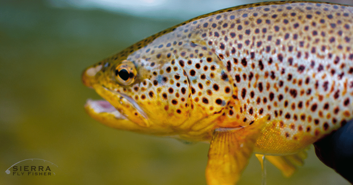 What Do Trout Eat? Fly Fishing Entomology | Sierra Fly Fisher