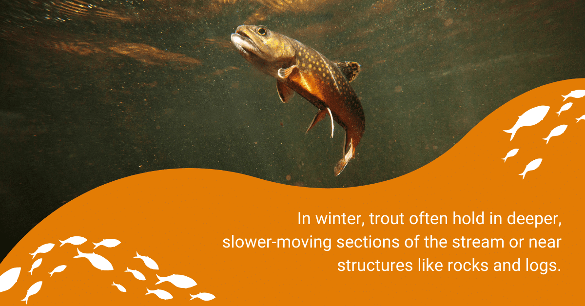 Winter Trout Flies: TOP Picks for Winter Trout Fishing